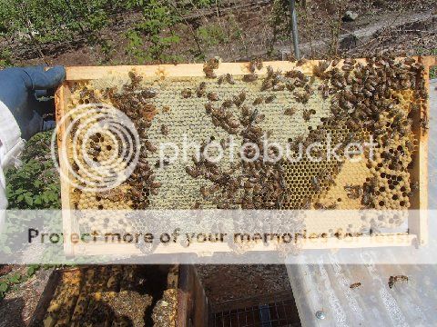 Too Early for a Queen to Stop Laying? | Beesource Beekeeping Forums